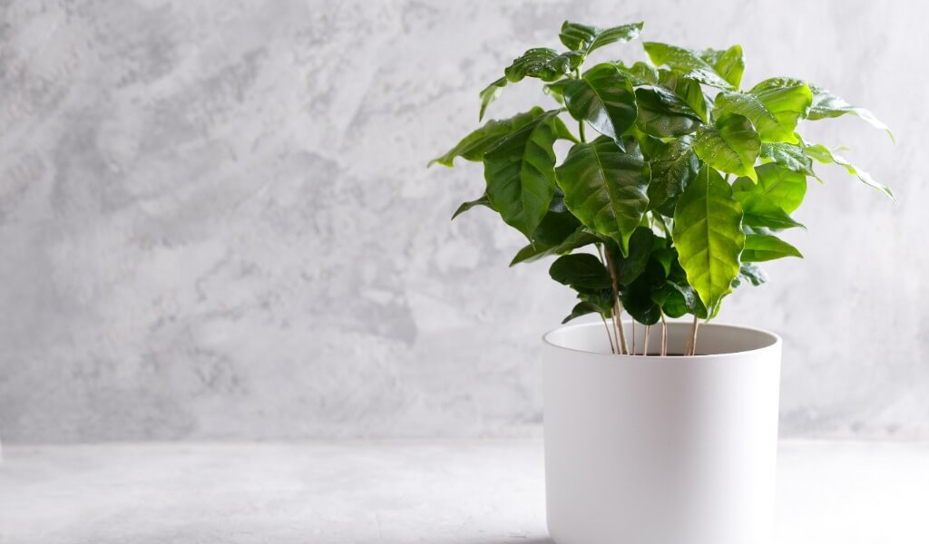 Kahve Bitkisi Nasıl Bakılır? | Kahve Bitkisinin Özellikleri - Dijital ...